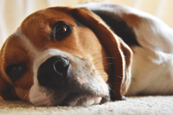 The Complete Beagle Guide: History, Temperament, Care and More - Doggypedia - Everything About Dogs