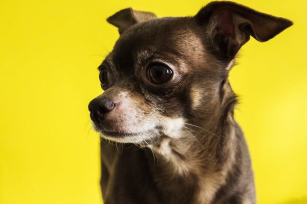 The Complete Chihuahua Guide: History, Temperament, Care and More - Doggypedia - Everything ...