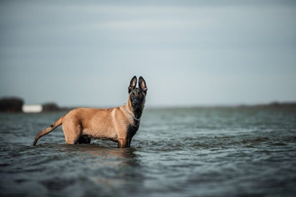 The Complete Belgian Malinois Guide: History, Temperament, Care and More - Doggypedia ...