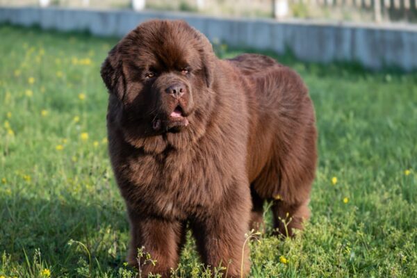 The Complete Newfoundland Guide: History, Temperament, Care and More - Doggypedia - Everything ...